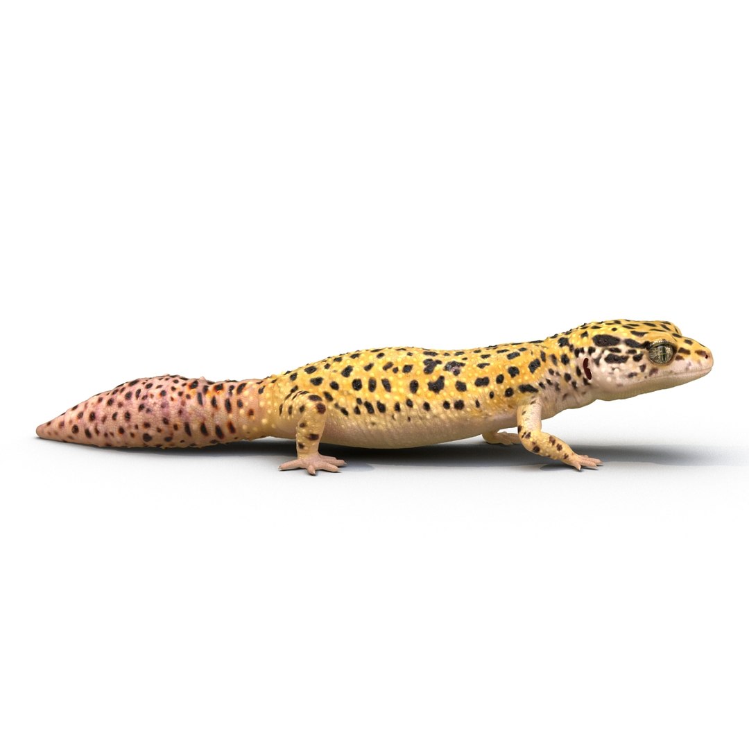 3d leopard gecko pose modeled model