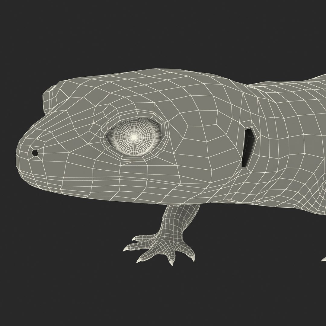 3d leopard gecko pose modeled model