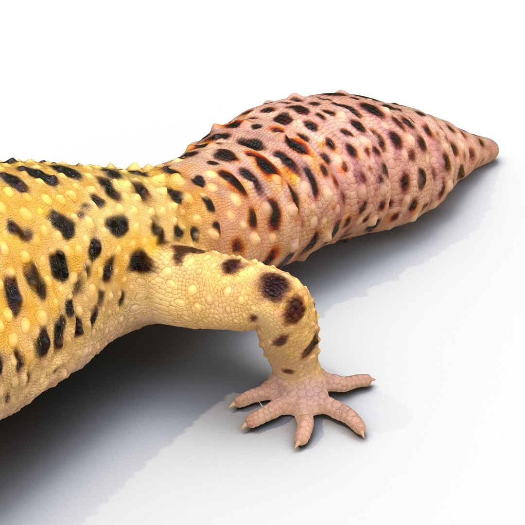 3d Leopard Gecko Pose Modeled Model