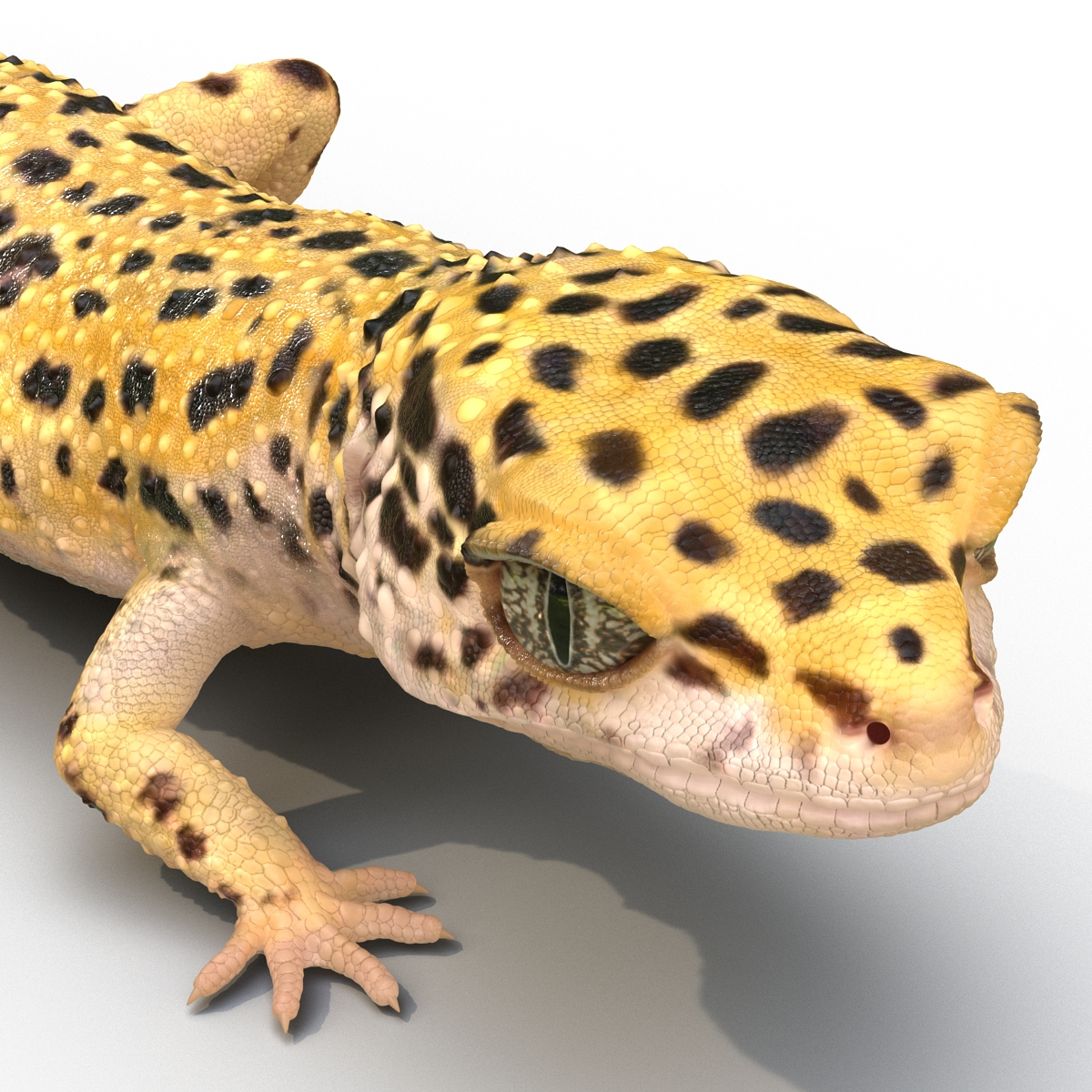 3d leopard gecko pose modeled model