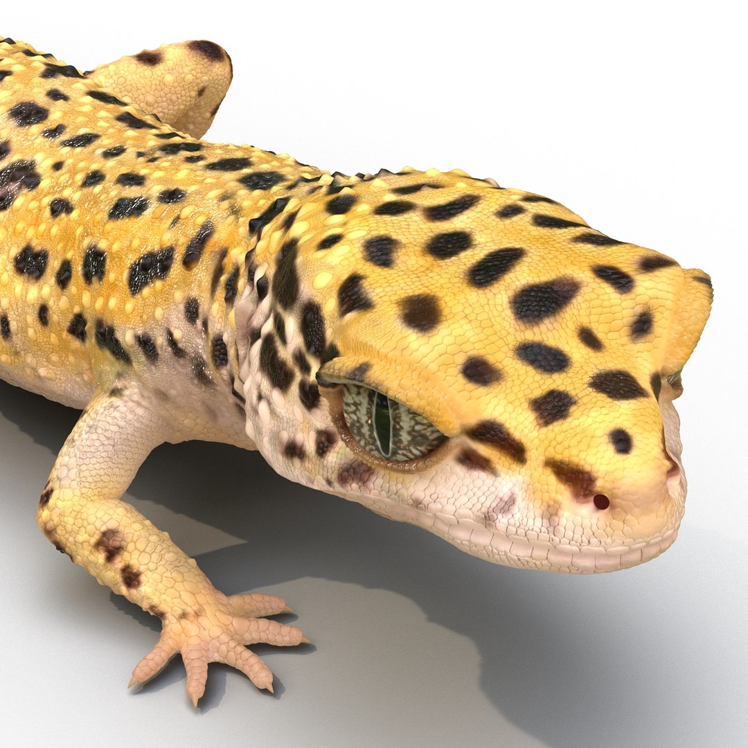 3d Leopard Gecko Pose Modeled Model