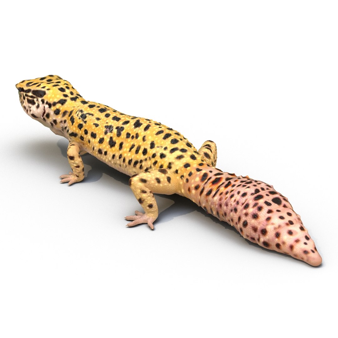 3d leopard gecko pose modeled model