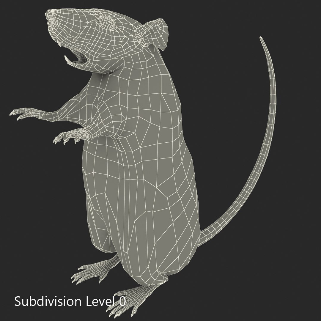 3d model of rat pose 3 fur