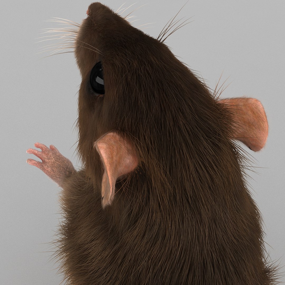 3d model of rat pose 3 fur