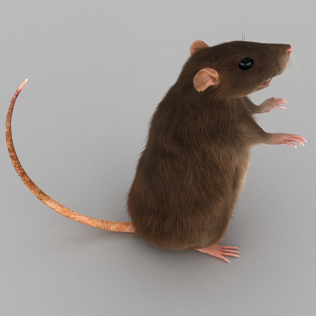 3d model of rat pose 3 fur