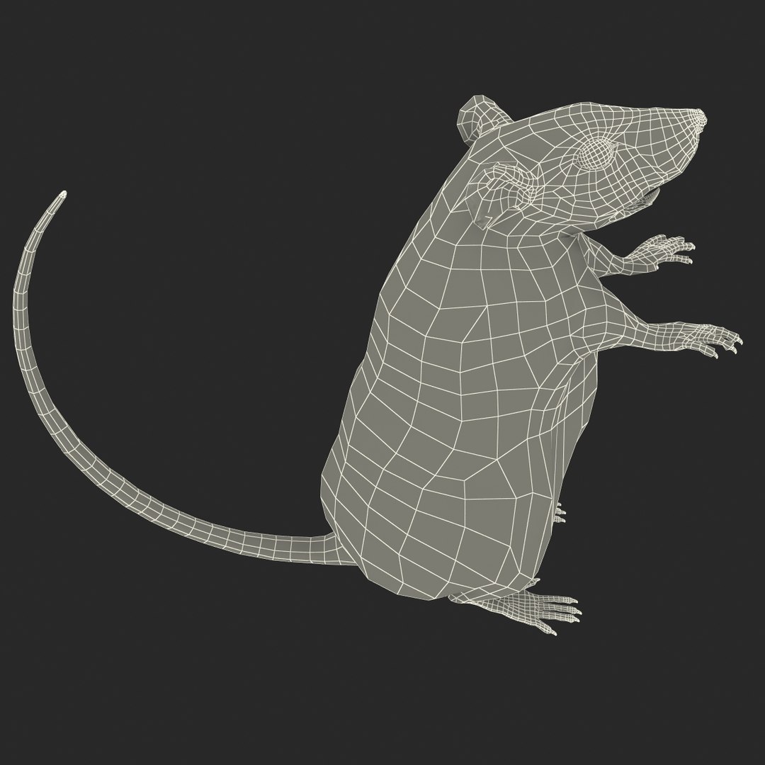 3d model of rat pose 3 fur