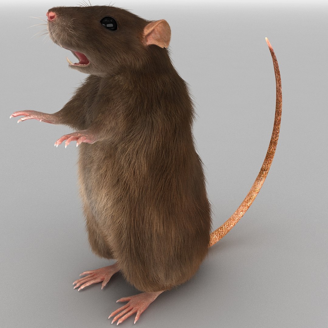 3d model of rat pose 3 fur