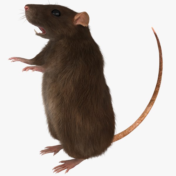 3d model of rat pose 3 fur