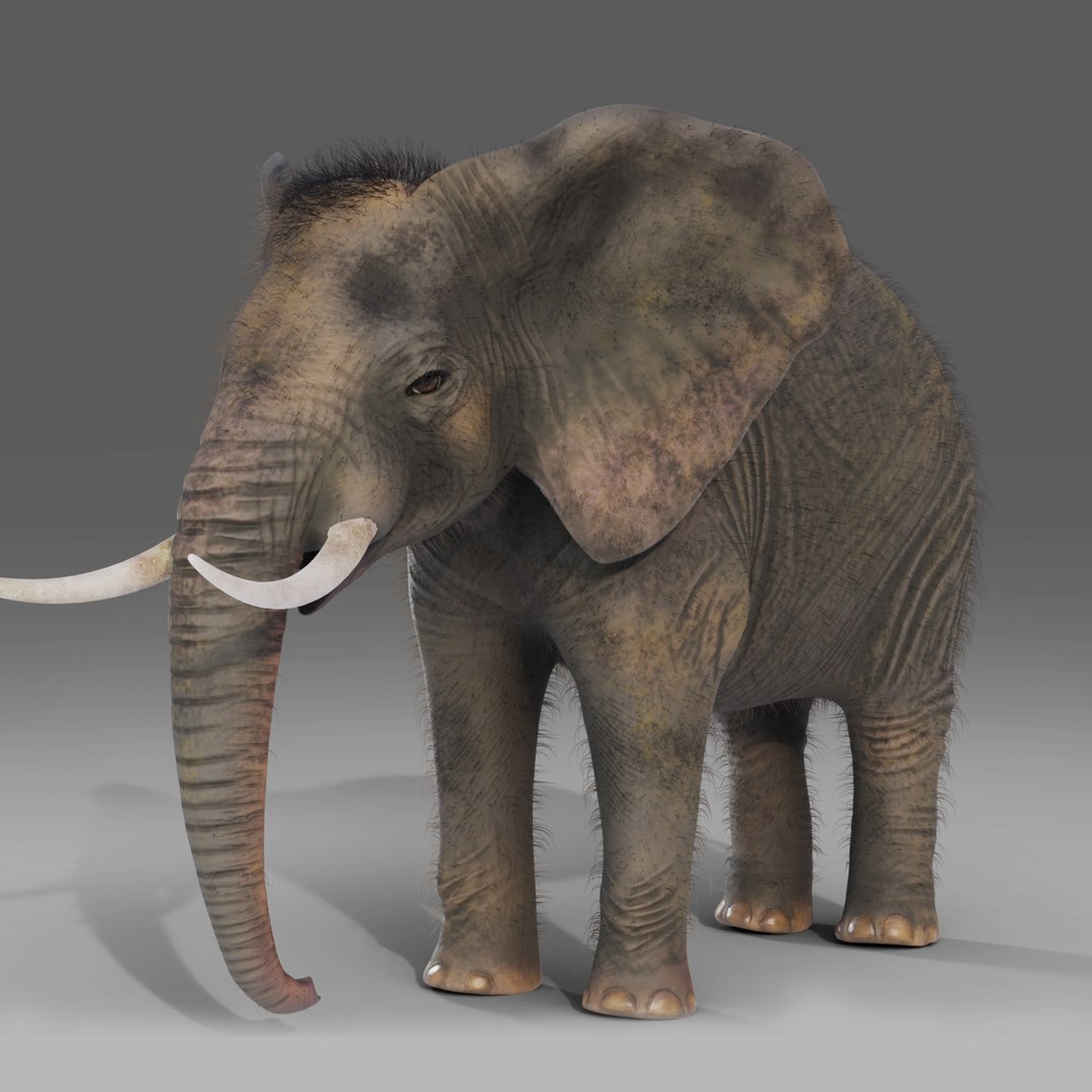 Fur Elephant NO Rigged In Blender Zbrush 3D - TurboSquid 1937754