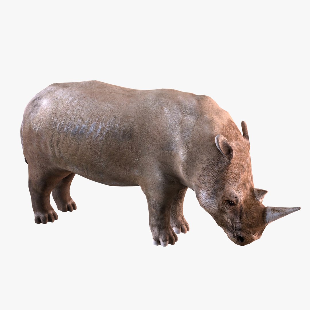Rhino Model - TurboSquid 1935796