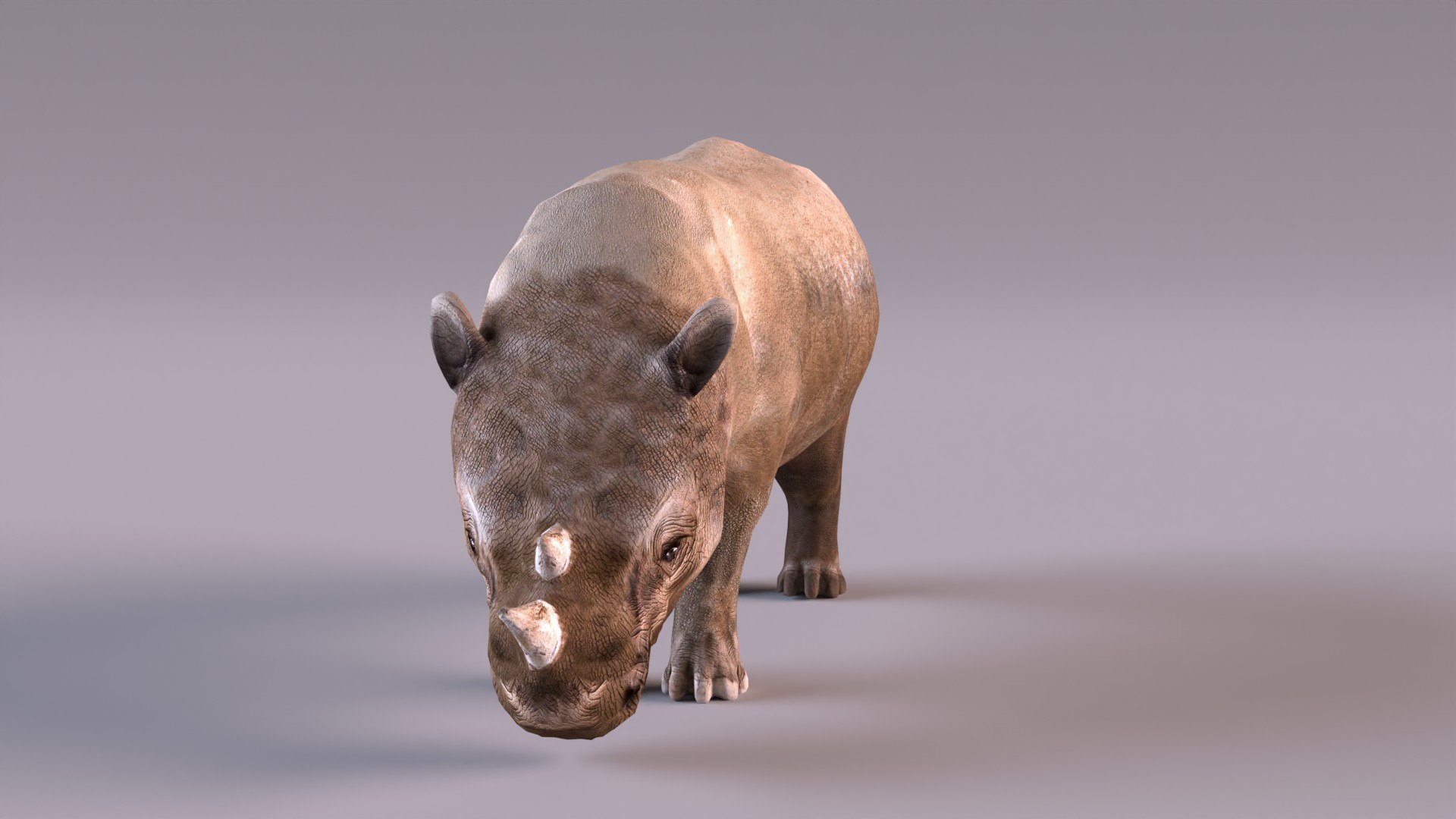 Rhino Model - TurboSquid 1935796