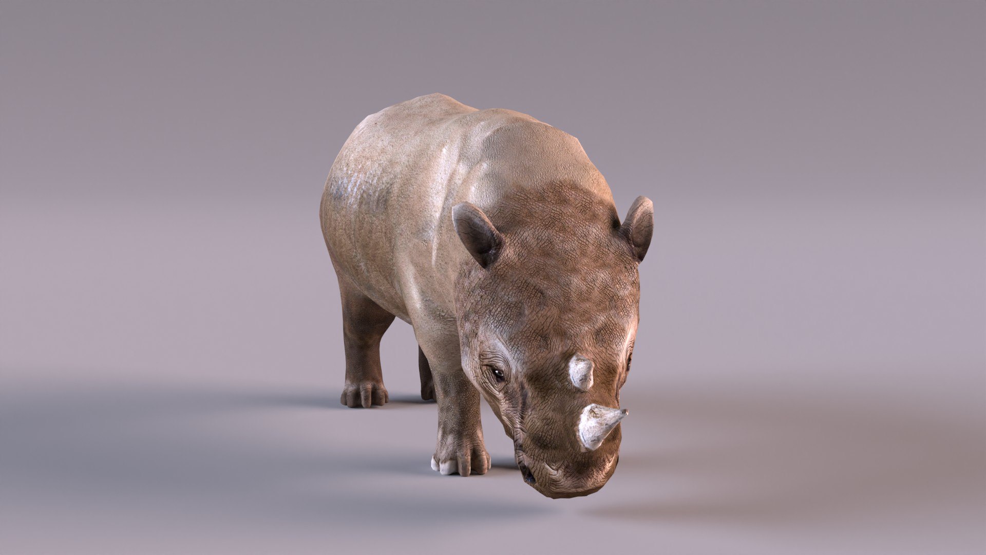 Rhino Model - TurboSquid 1935796
