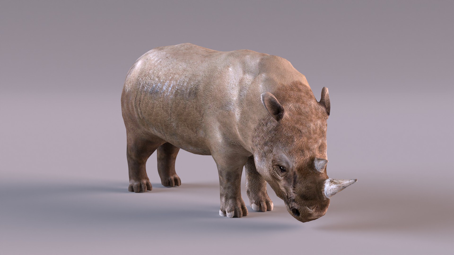 Rhino Model - TurboSquid 1935796