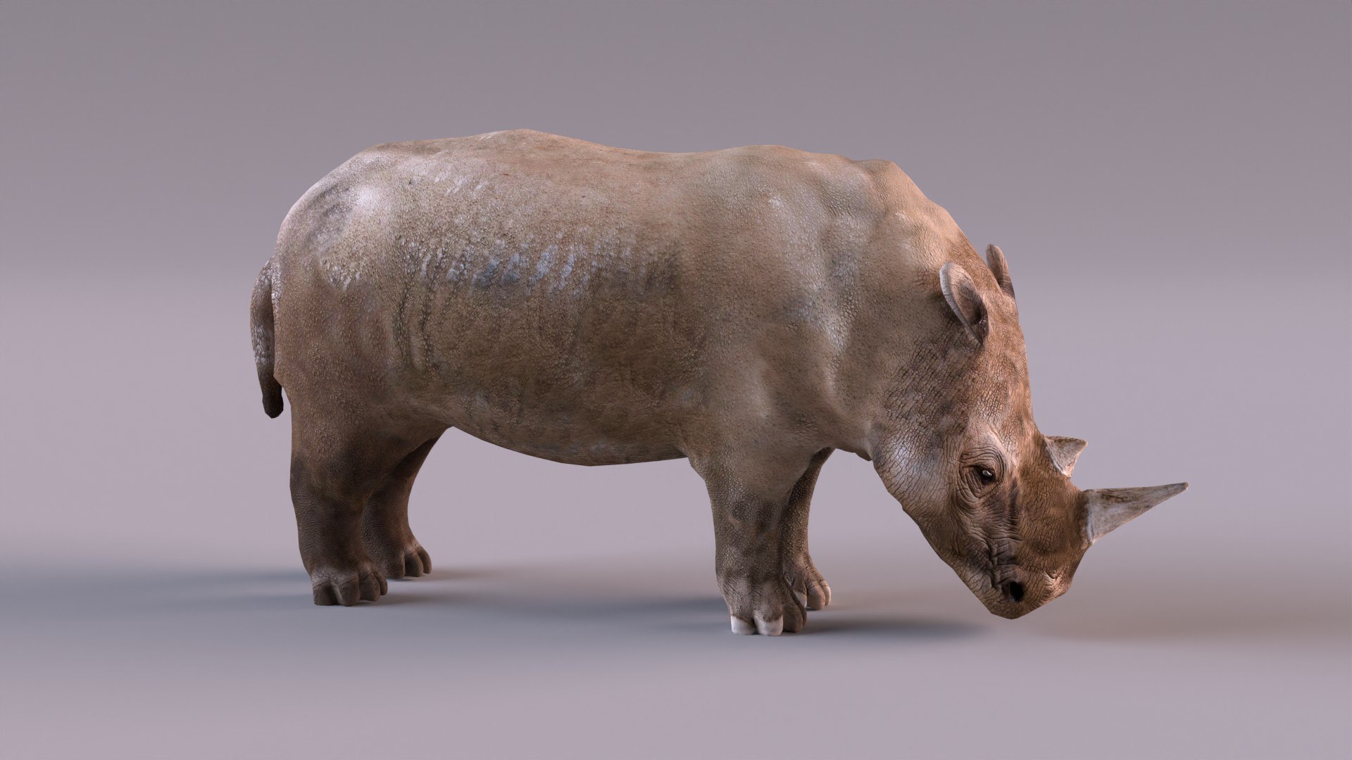 Rhino Model - TurboSquid 1935796