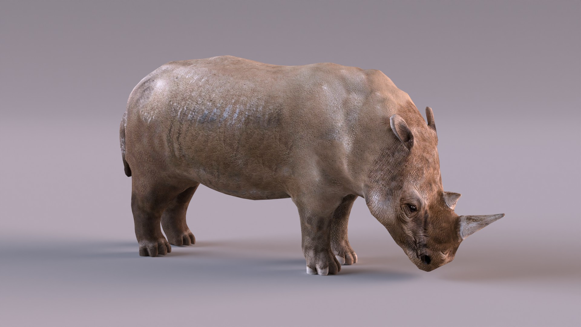 Rhino Model - TurboSquid 1935796