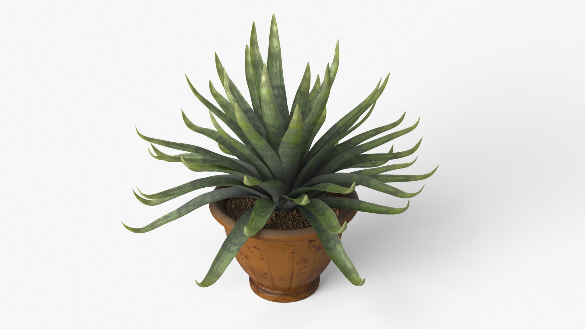Free Agave Model - TurboSquid 2358897