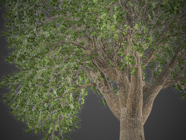 2021 PBR Downy Oak Collection - Quercus Pubescens 3D model - TurboSquid ...