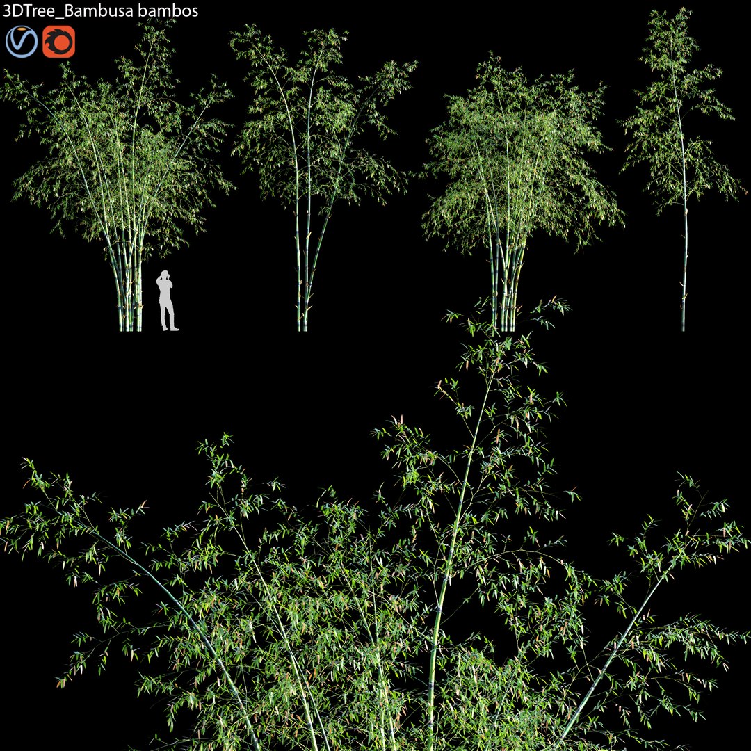 3D Model Bambusa Bambos - TurboSquid 1795453