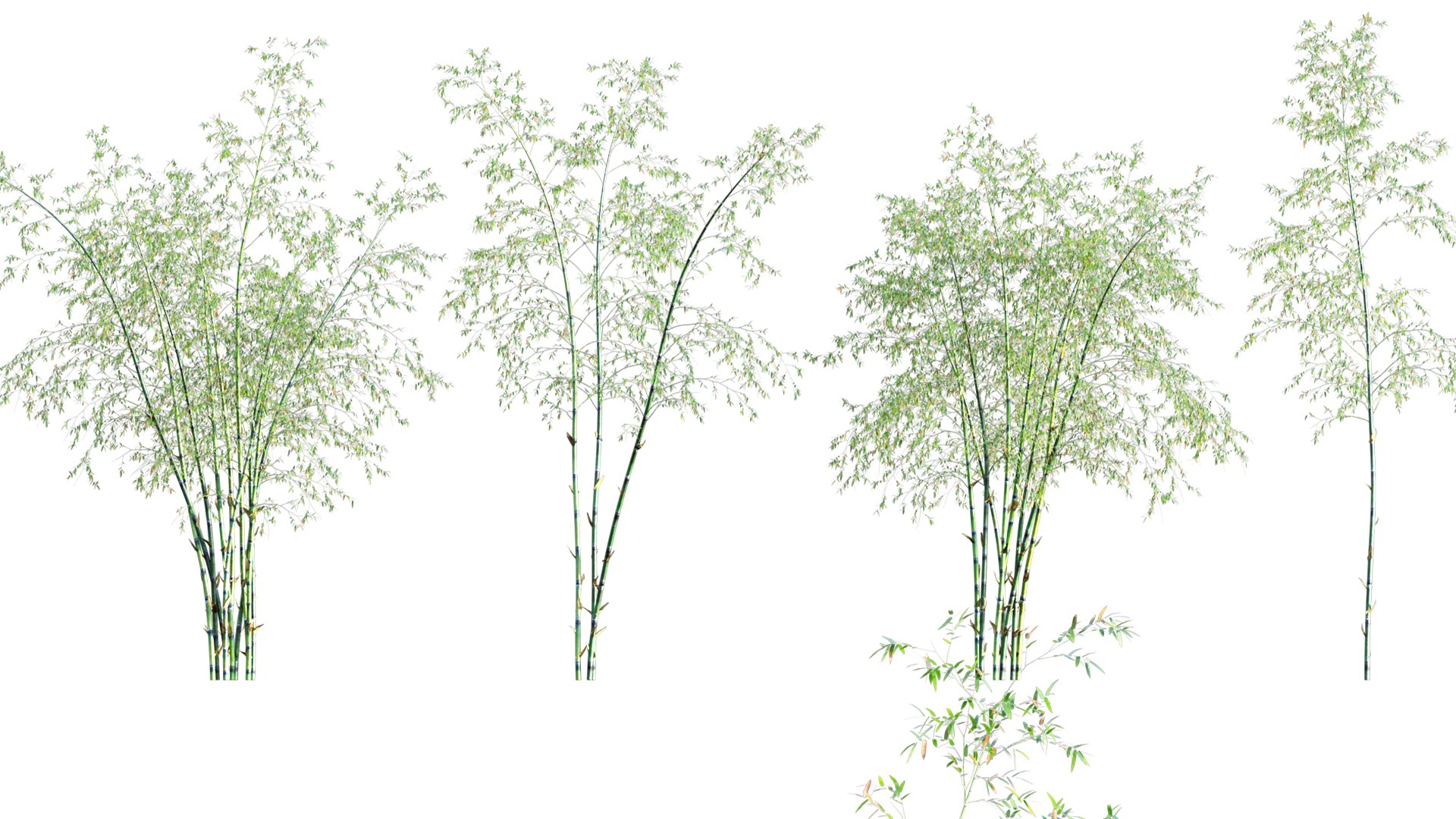 3D Model Bambusa Bambos - TurboSquid 1795453