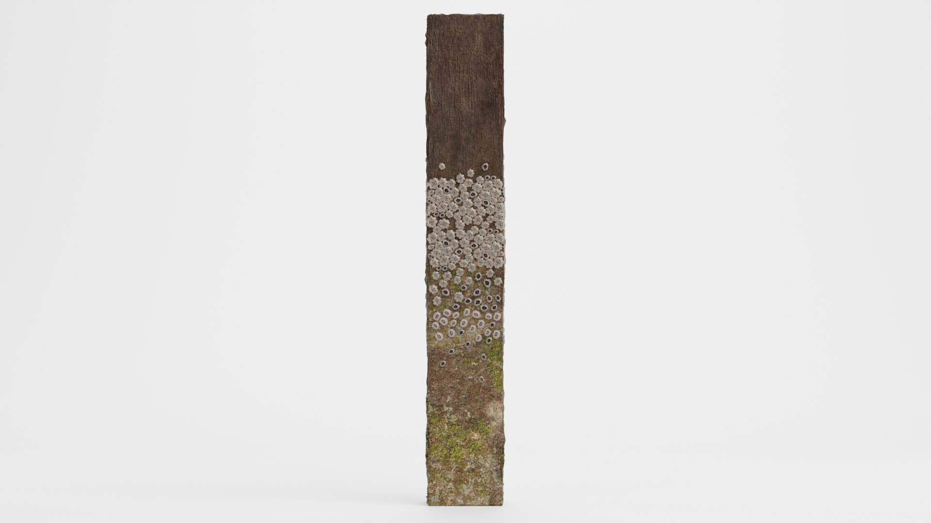 3D Column With Barnacles Model - TurboSquid 2360337