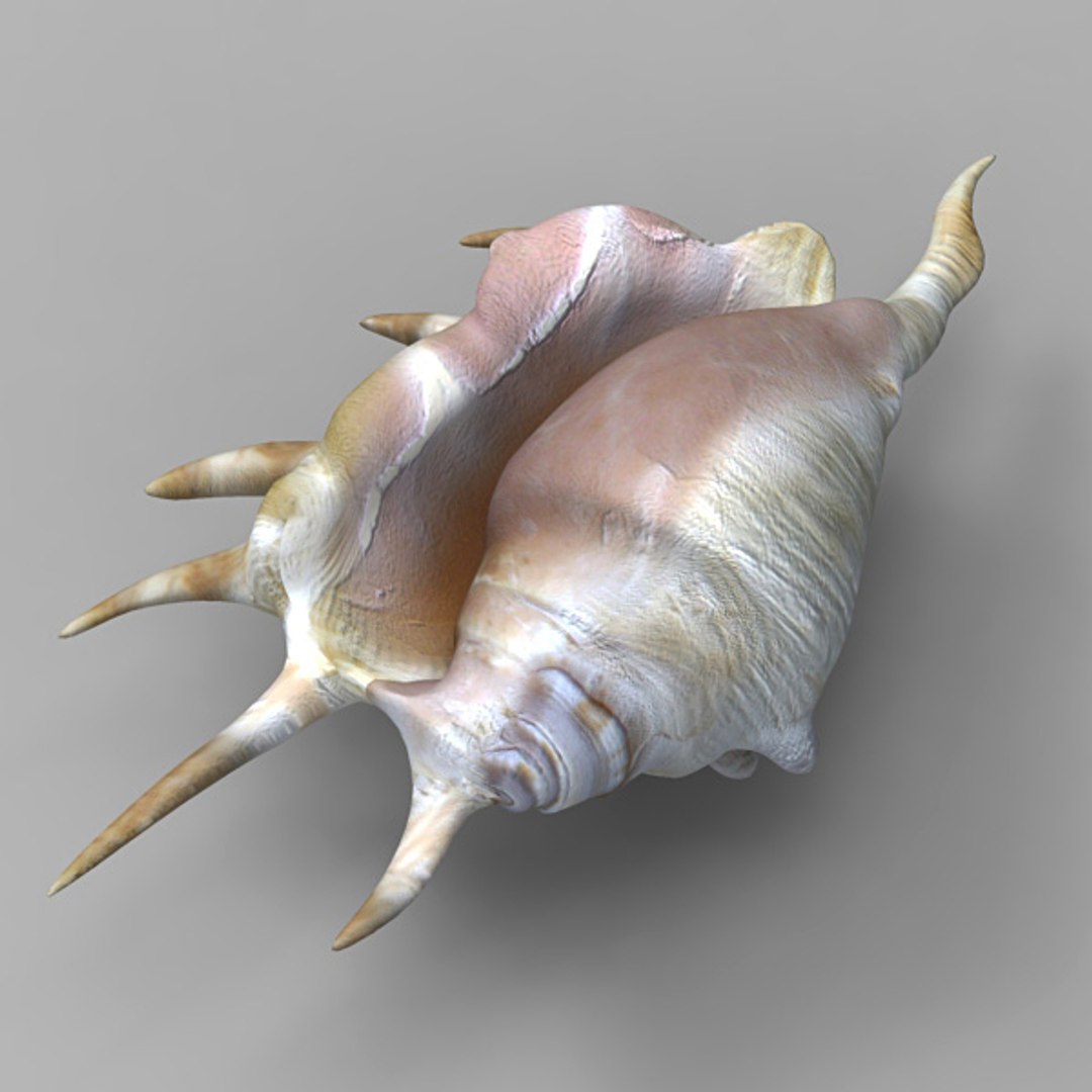 3d Cockleshell Shell Model