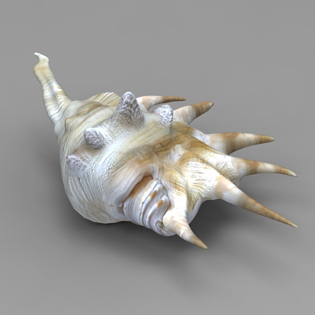3d Cockleshell Shell Model