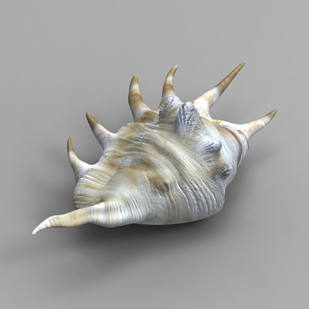 3d Cockleshell Shell Model