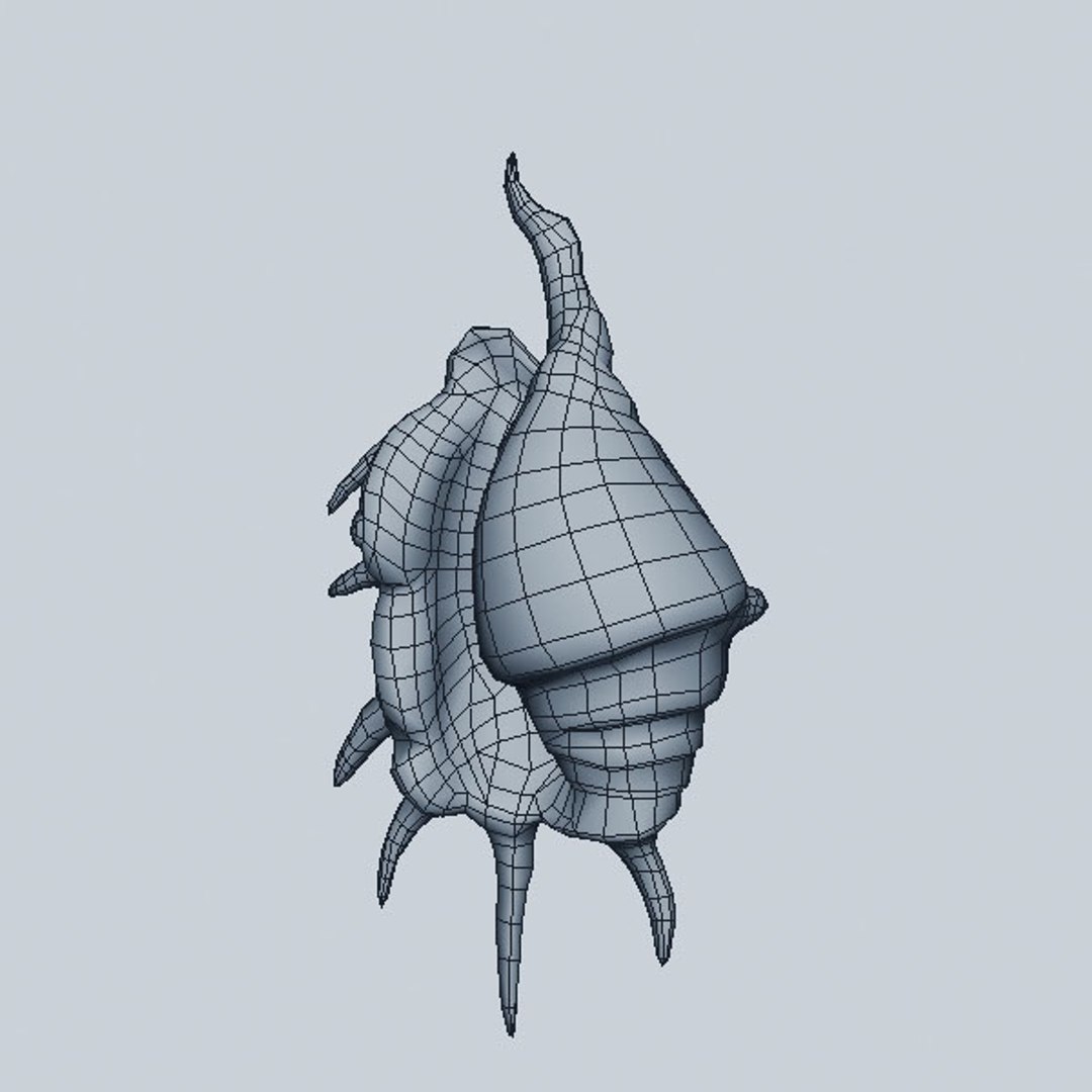3d Cockleshell Shell Model
