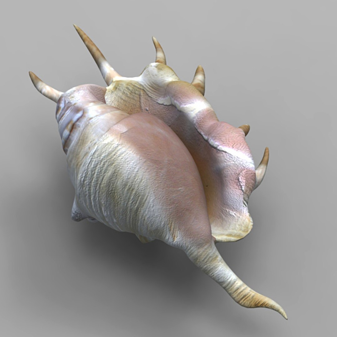 3d Cockleshell Shell Model