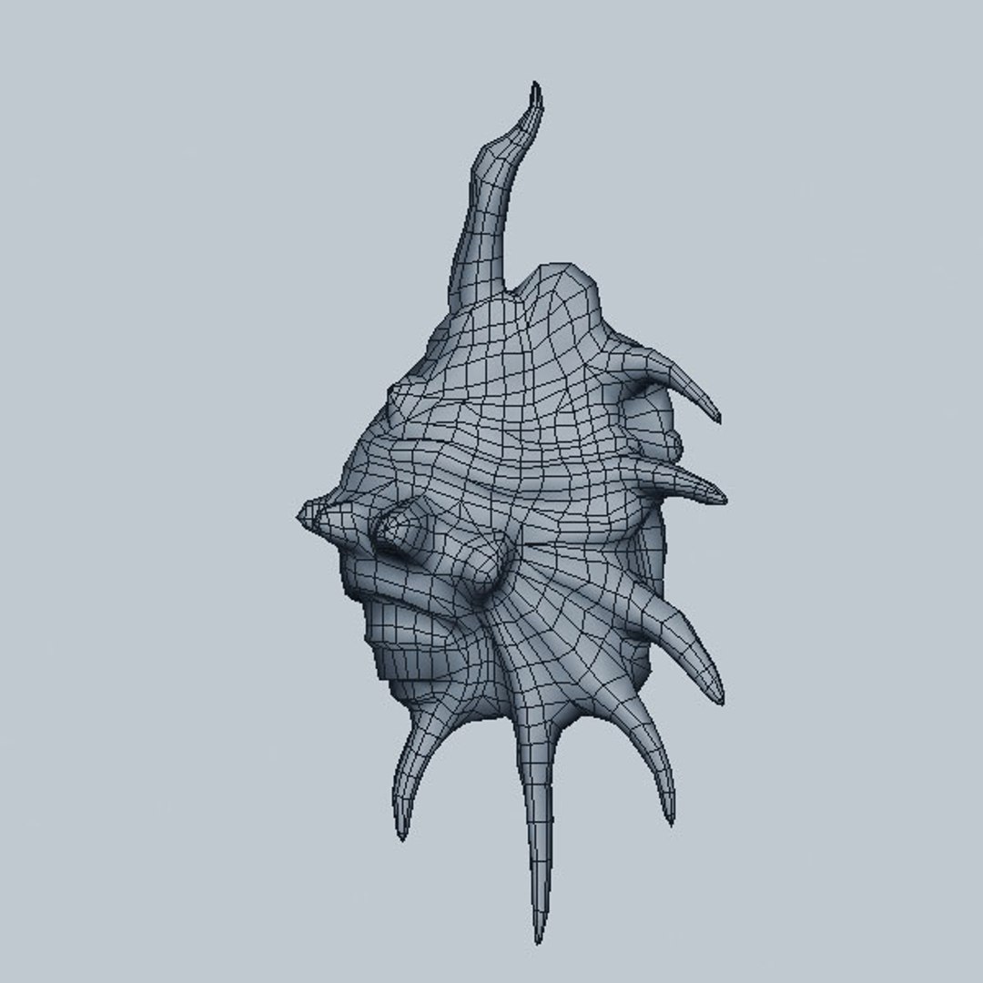 3d Cockleshell Shell Model