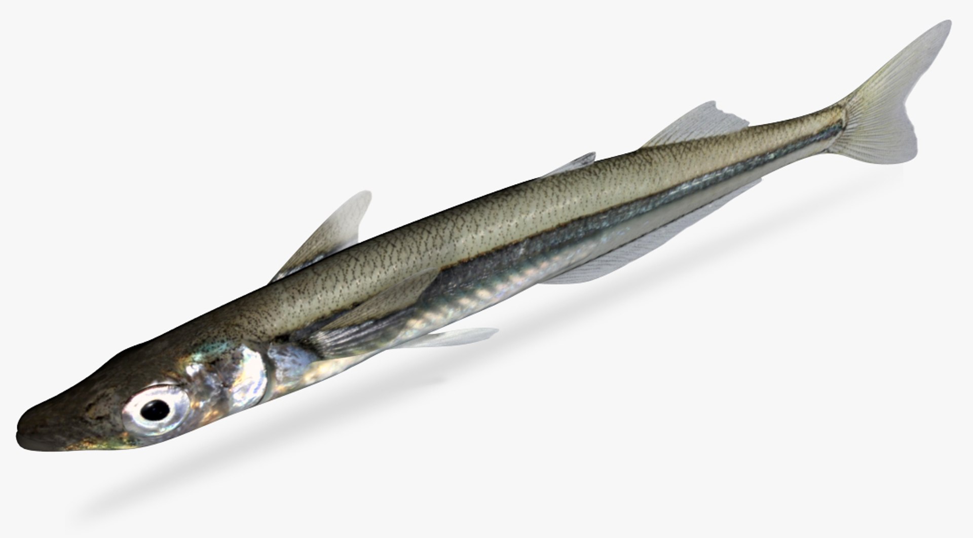 Labidesthes Sicculus Brook Silverside 3D | 1145739 | TurboSquid