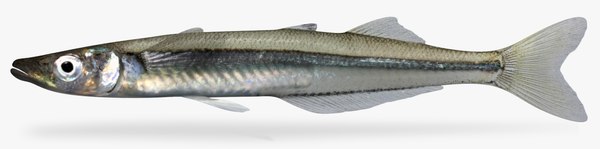 Labidesthes sicculus brook silverside 3D | 1145739 | TurboSquid