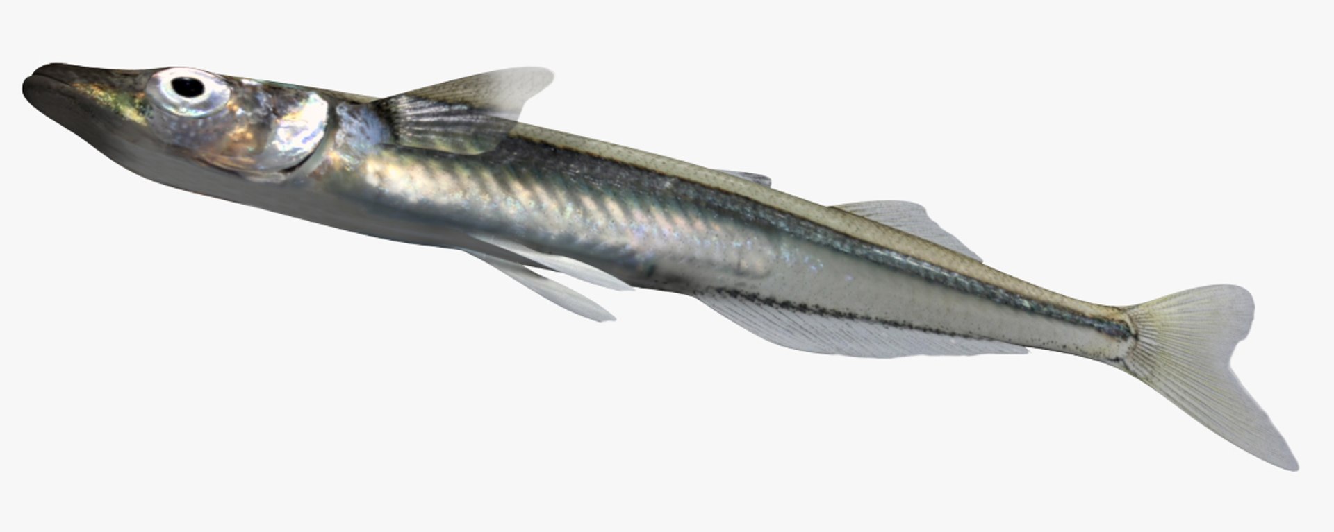 Labidesthes Sicculus Brook Silverside 3D | 1145739 | TurboSquid