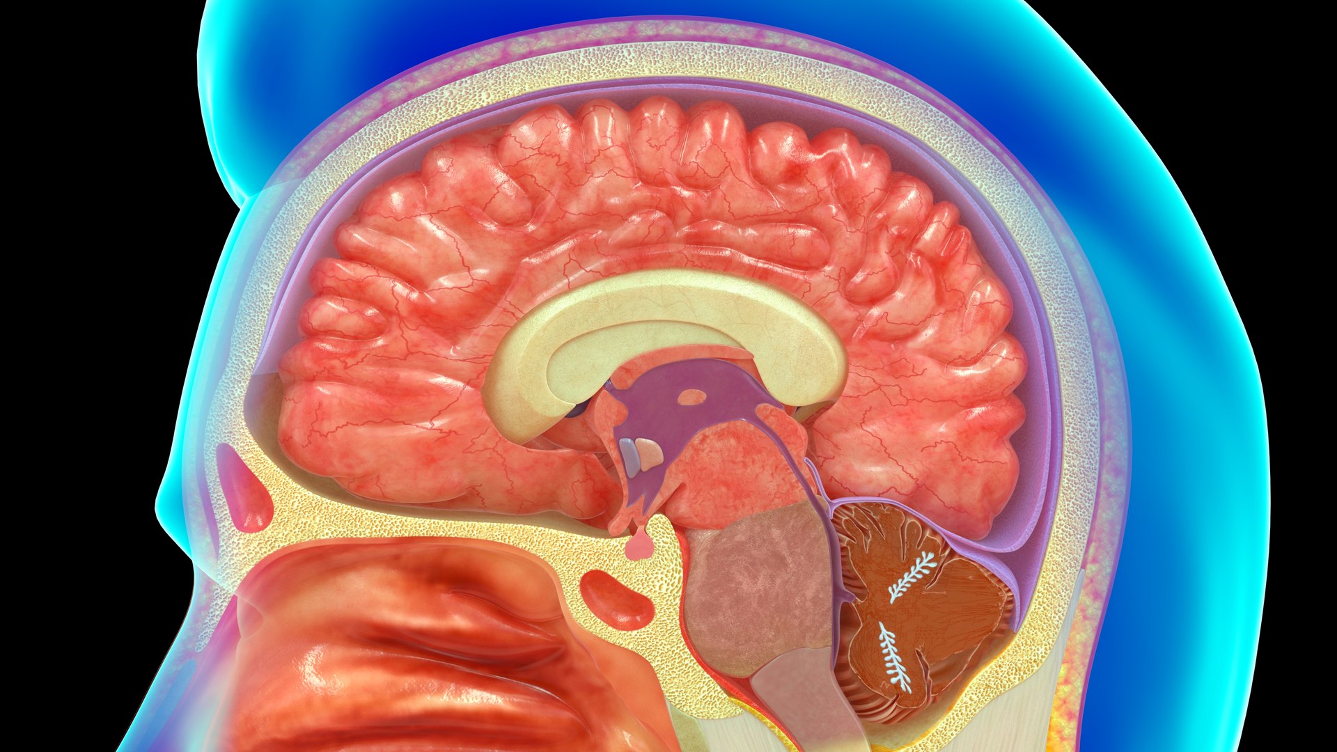 3D Anatomy Of The Oral Cavity Cross Section - TurboSquid 2190066