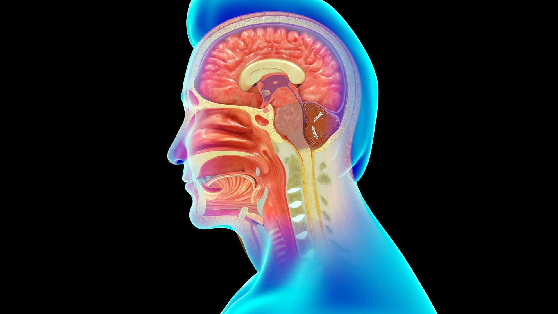 3D Anatomy Of The Oral Cavity Cross Section - TurboSquid 2190066