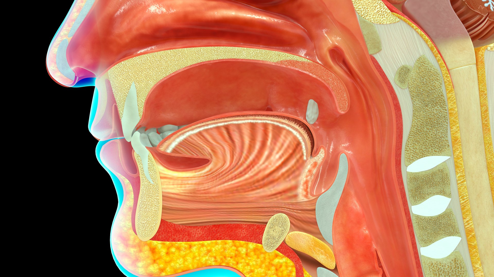 3D Anatomy Of The Oral Cavity Cross Section - TurboSquid 2190066