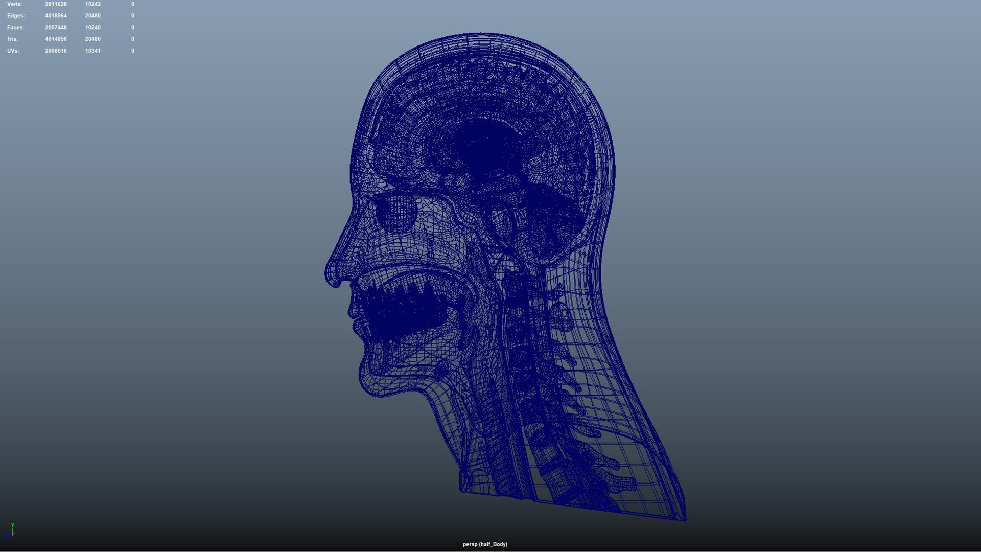 3D Anatomy Of The Oral Cavity Cross Section - TurboSquid 2190066