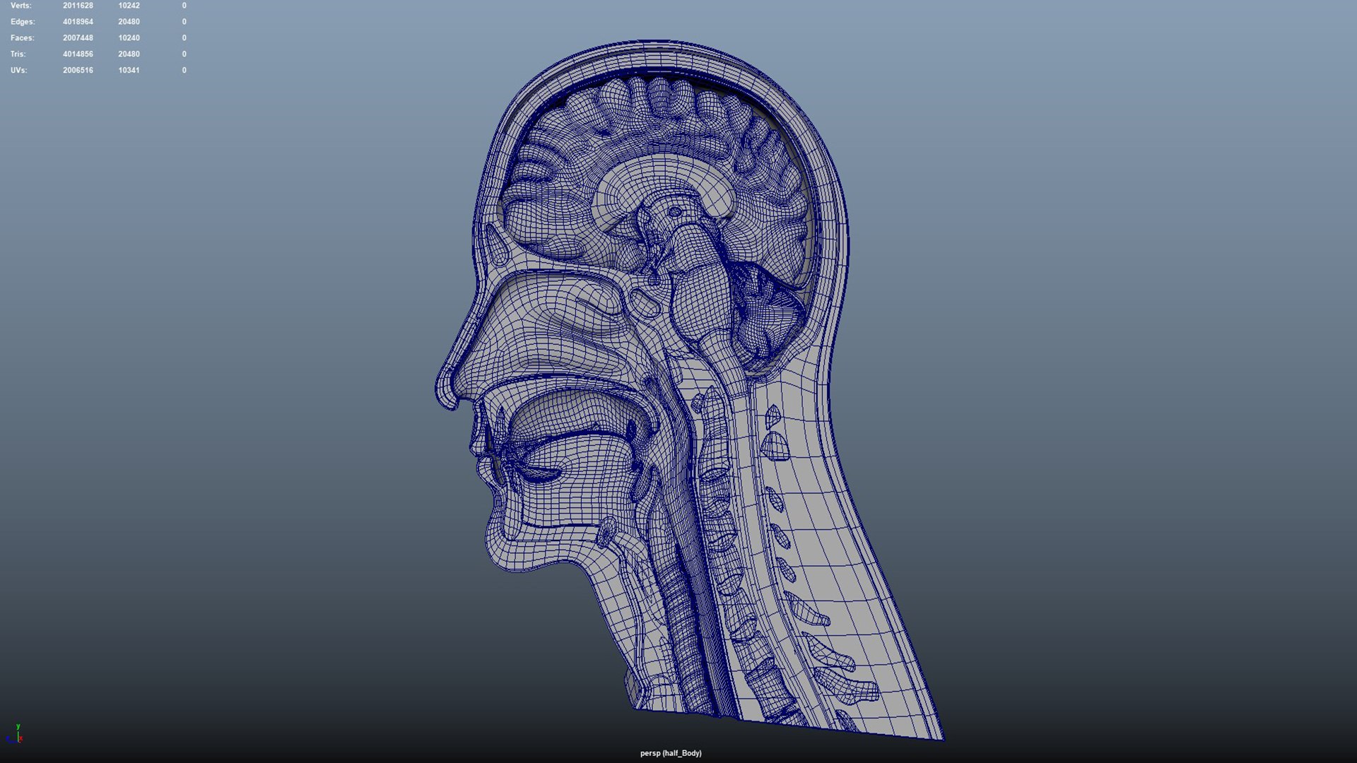 3D Anatomy Of The Oral Cavity Cross Section - TurboSquid 2190066