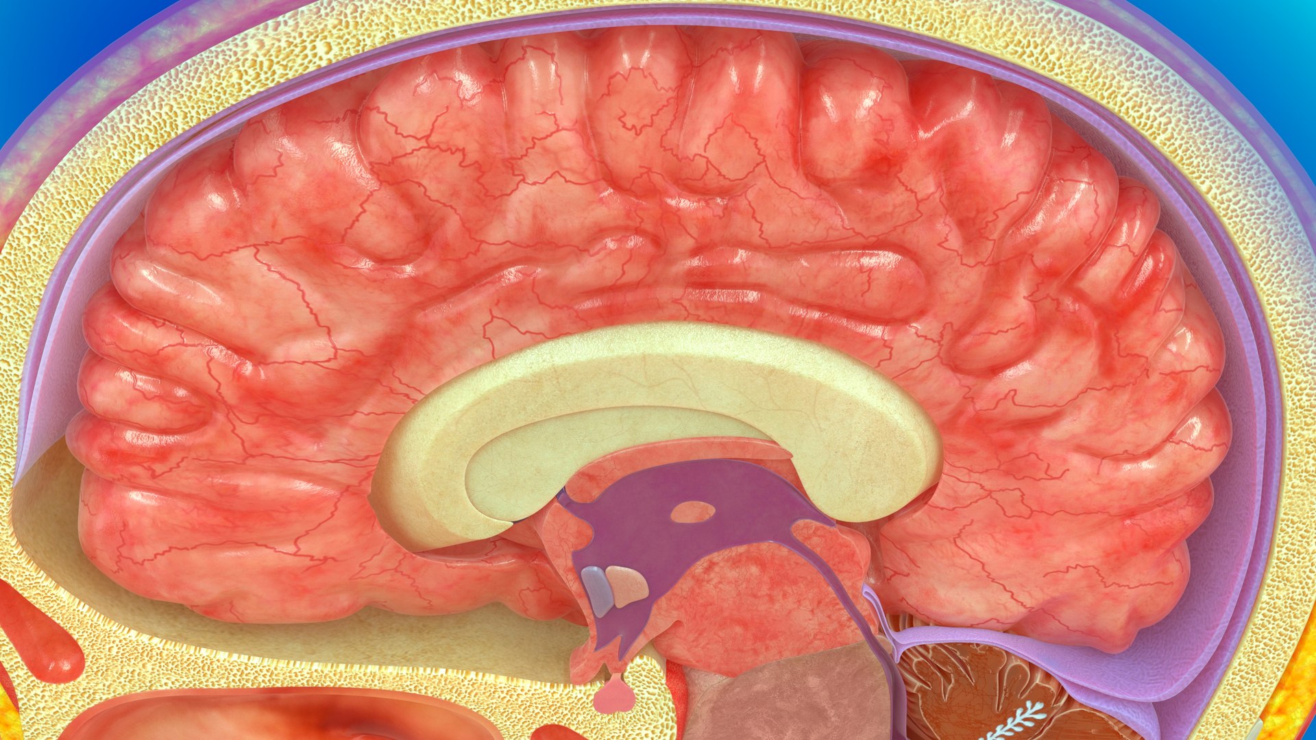 3D Anatomy Of The Oral Cavity Cross Section - TurboSquid 2190066