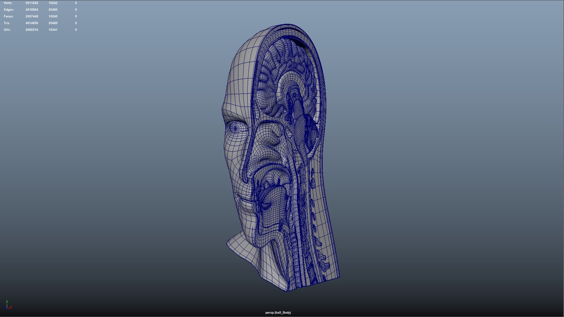 3D Anatomy Of The Oral Cavity Cross Section - TurboSquid 2190066