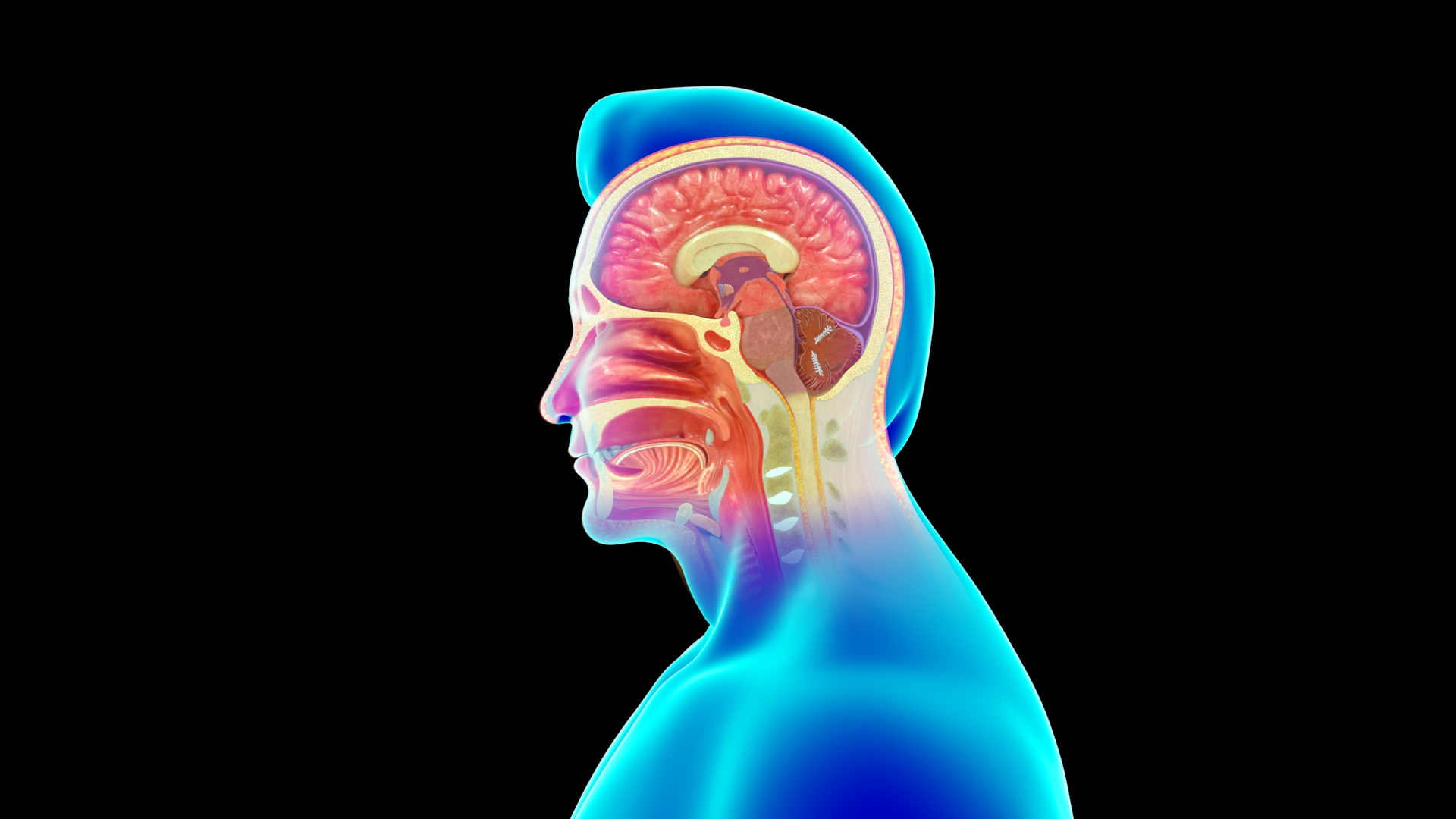 3D Anatomy Of The Oral Cavity Cross Section - TurboSquid 2190066