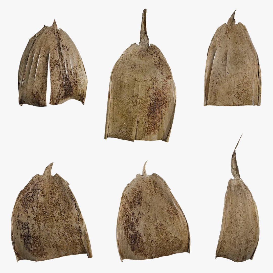 3D Anydrafts Bambusoideae Leaf Sheath 08 F Textures Model - TurboSquid ...