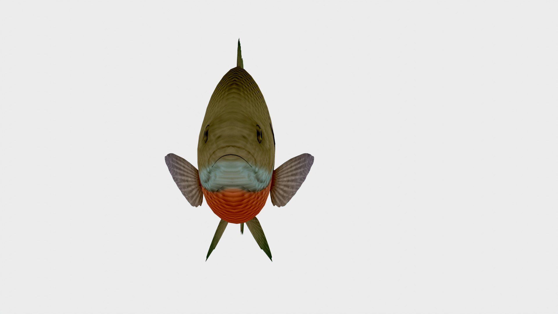 Bluegill Fish 3D Model Low Poly 3D - TurboSquid 2242548