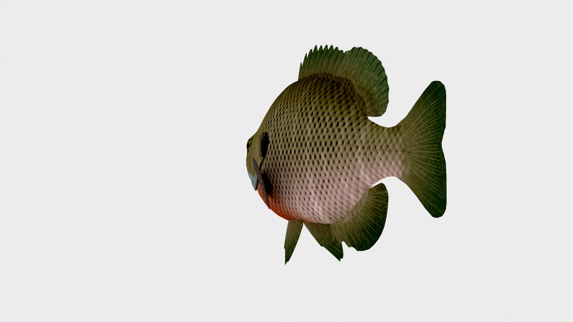 Bluegill Fish 3D Model Low Poly 3D - TurboSquid 2242548