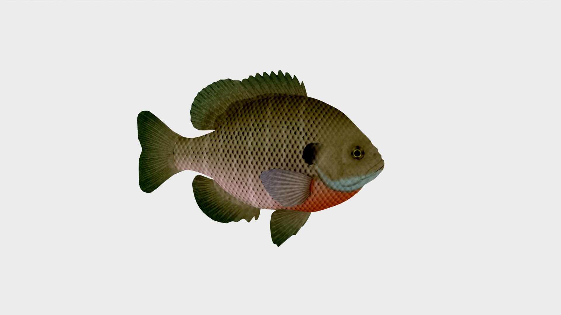 Bluegill Fish 3D Model Low Poly 3D - TurboSquid 2242548