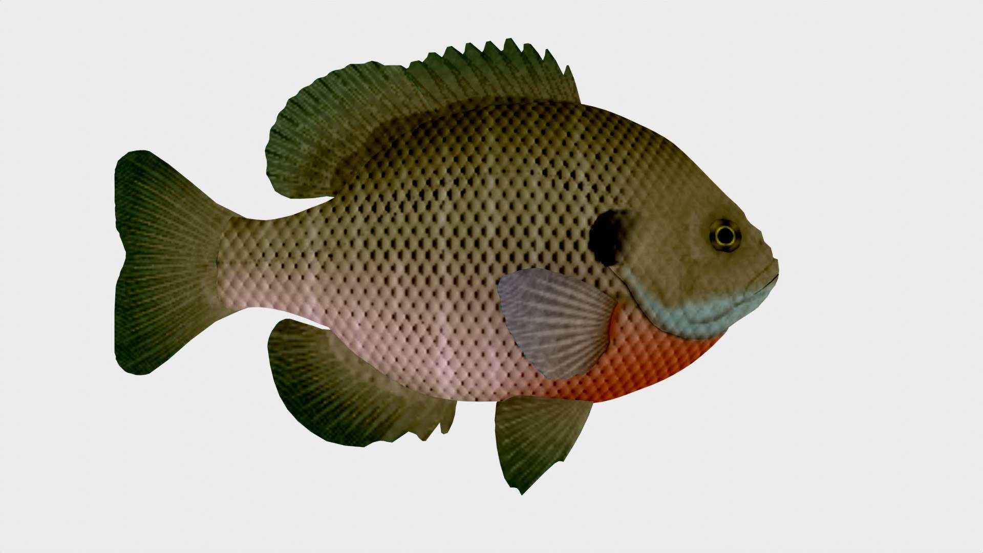 Bluegill Fish 3D Model Low Poly 3D - TurboSquid 2242548