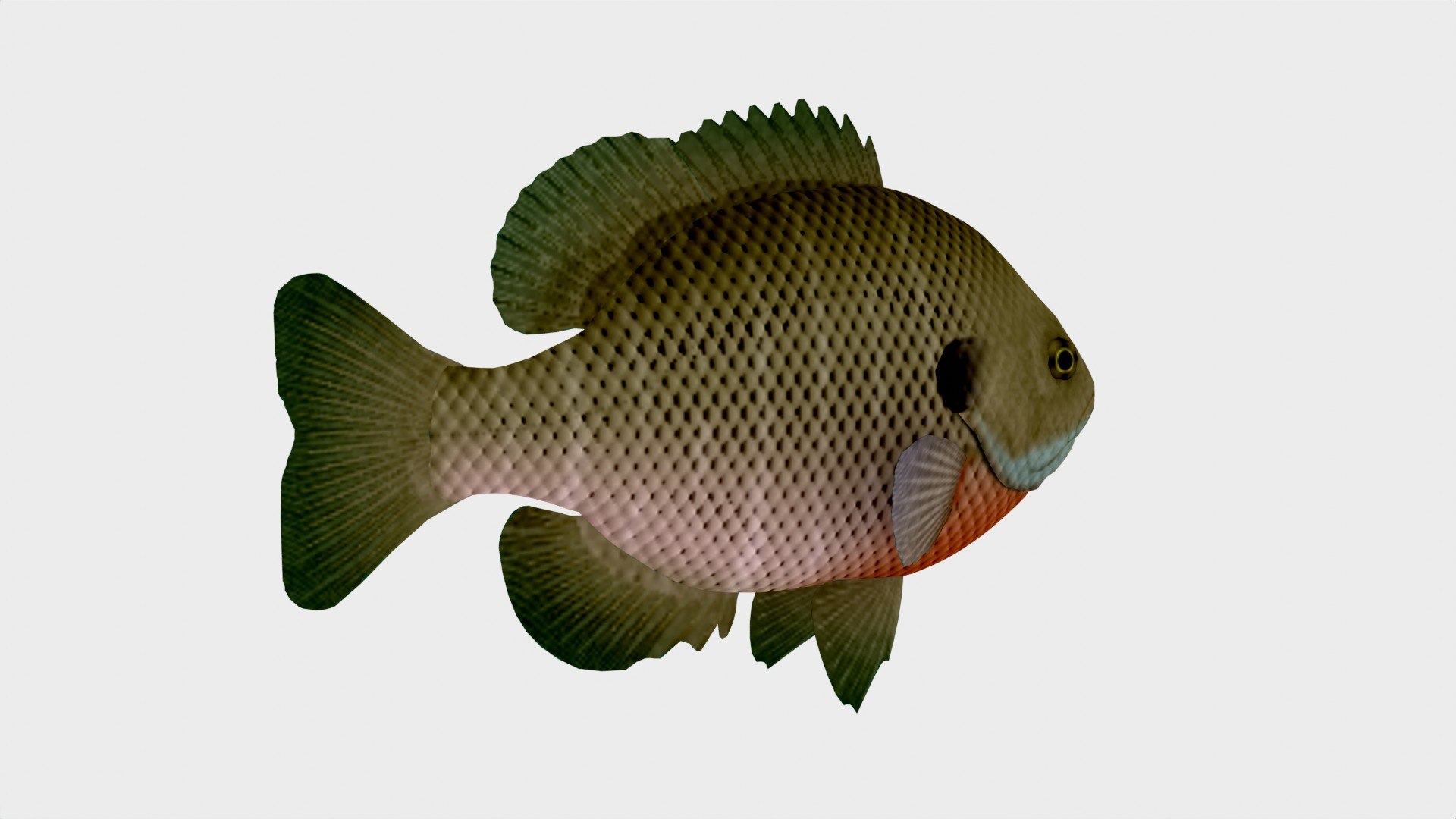 Bluegill Fish 3D Model Low Poly 3D - TurboSquid 2242548