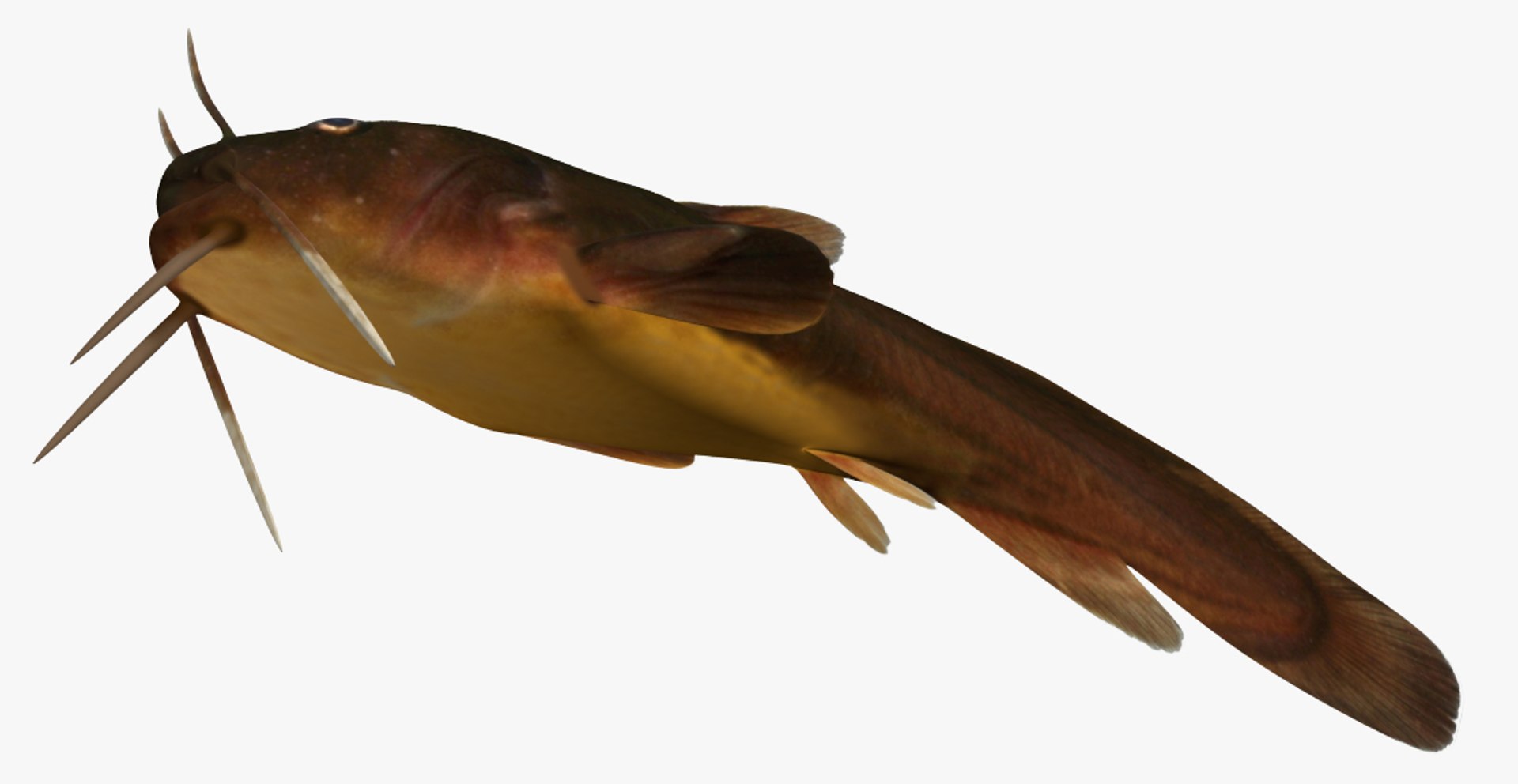 3D Model Noturus Gyrinus Tadpole Madtom - TurboSquid 1165517