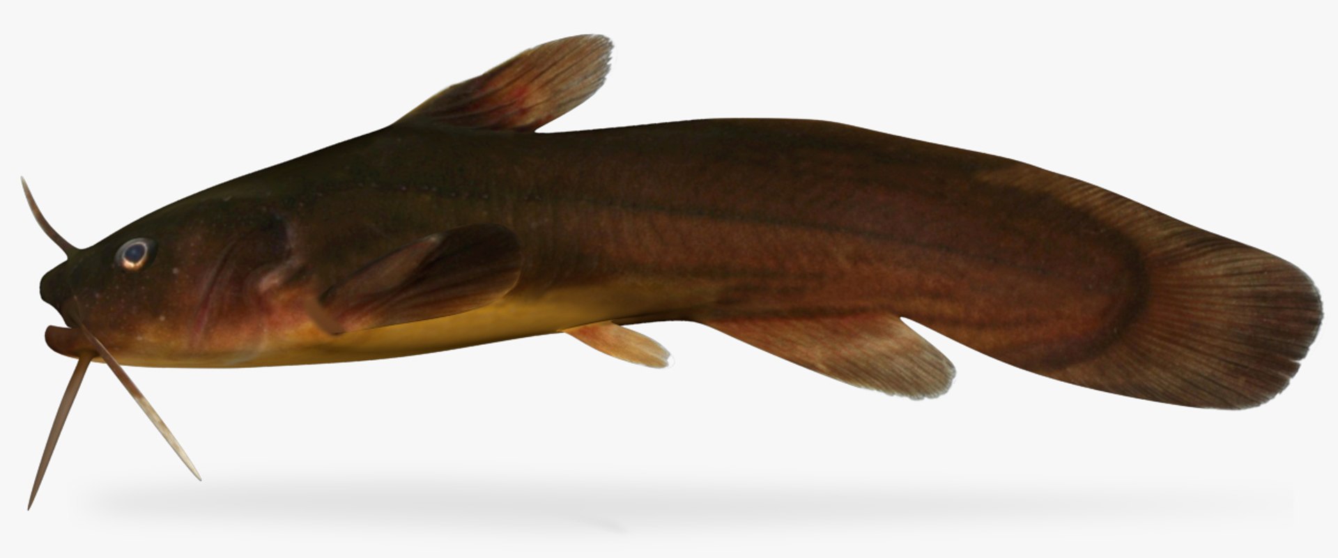 3D Model Noturus Gyrinus Tadpole Madtom - TurboSquid 1165517