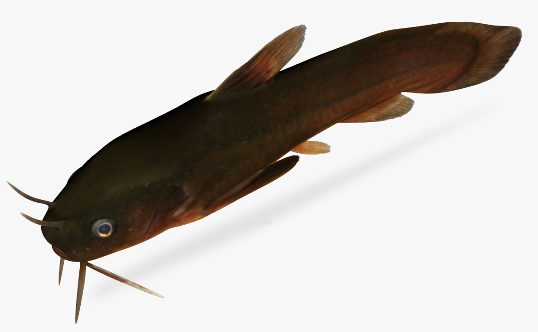 3D Model Noturus Gyrinus Tadpole Madtom - TurboSquid 1165517